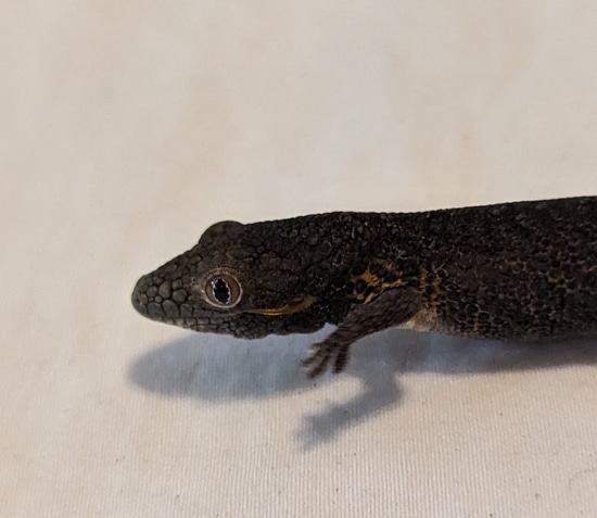 Adult Male Eurydactylodes Agricolae Chameleon Gecko by SOS Exotics