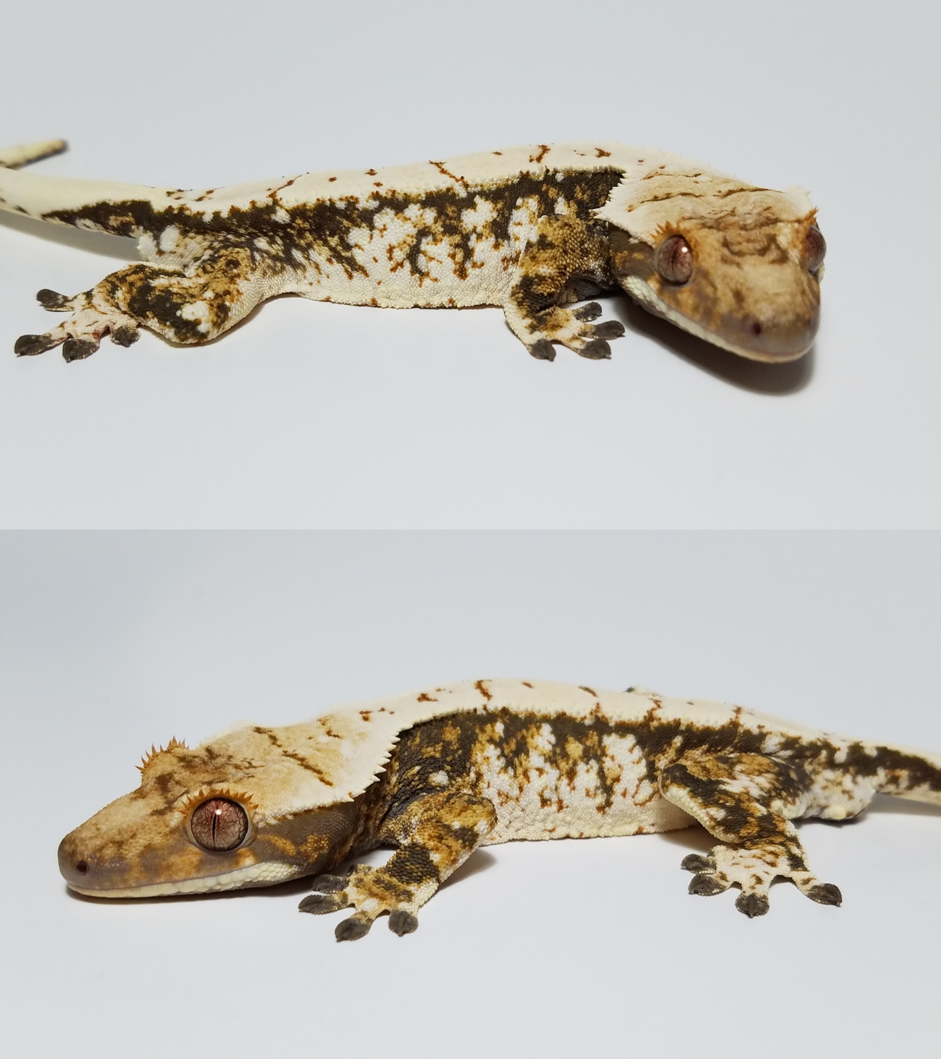 High White Extreme Harlequin Crested Gecko by Sostic Reptiles - MorphMarket