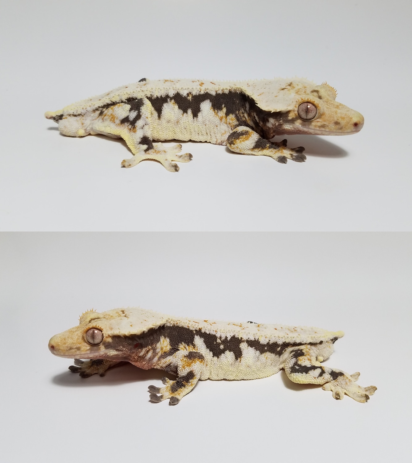 RTB Het Axanthic Lilly White Crested Gecko by Sostic Reptiles - MorphMarket