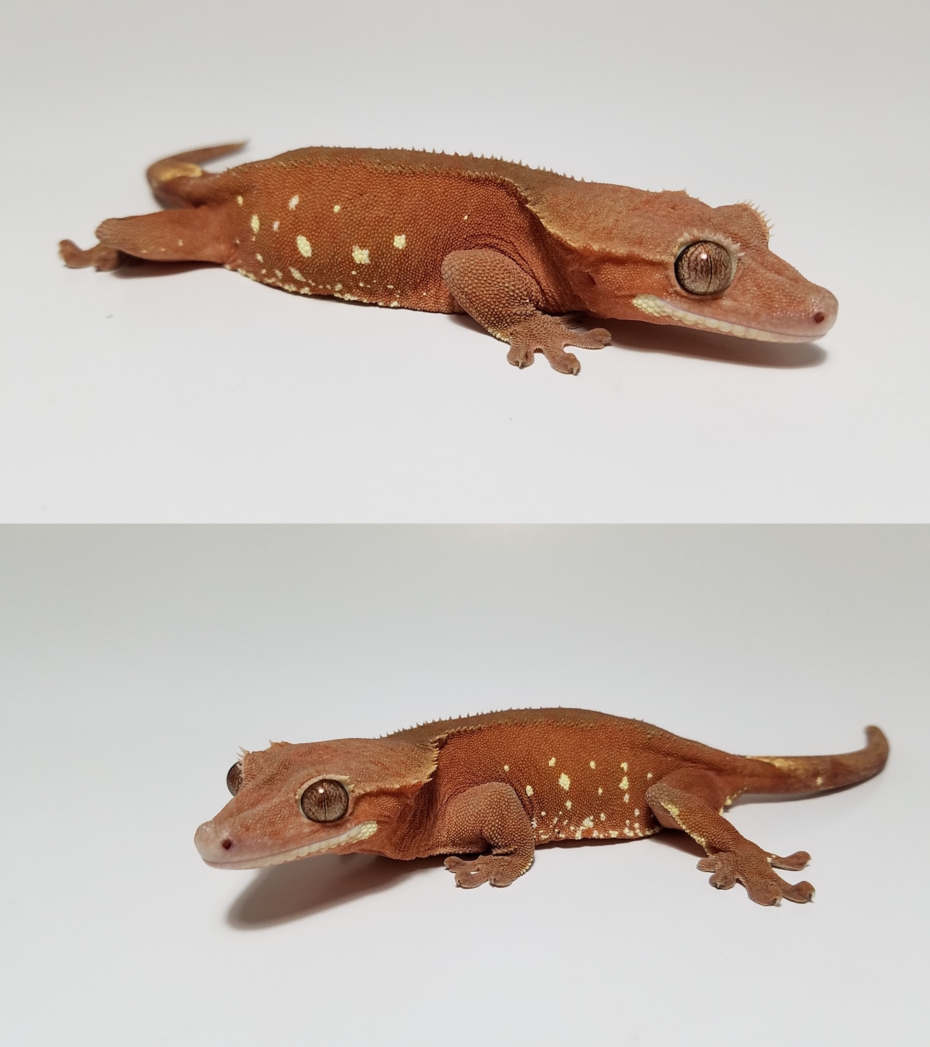 Red Phantom With White Spots Crested Gecko by Sostic Reptiles - MorphMarket