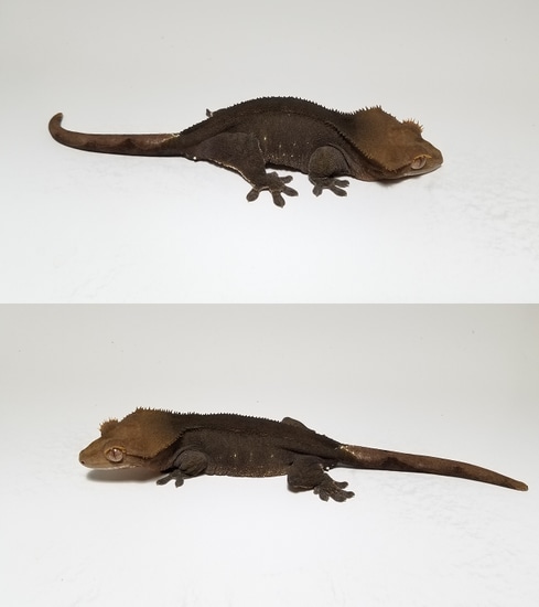 Dark Phantom White Spots Crested Gecko by Sostic Reptiles