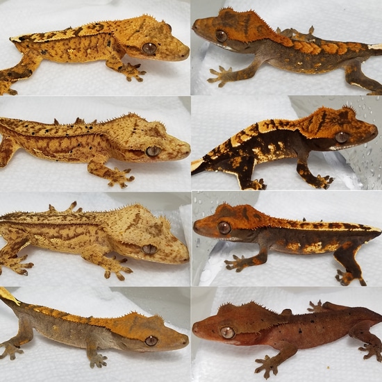 9 Pack Mixed Morph Crested Geckos by Sostic Reptiles