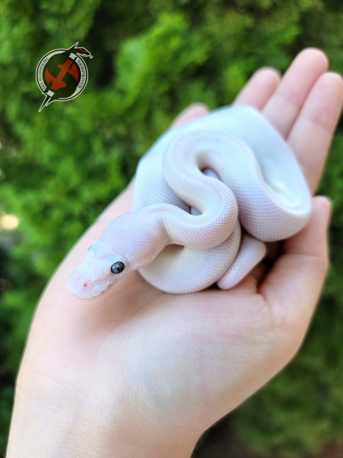 Lesser Mojave BEL Ball Python by So Surreal Serpents - MorphMarket