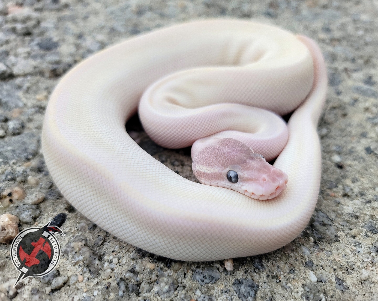 Super Mojave BEL Ball Python by So Surreal Serpents - MorphMarket