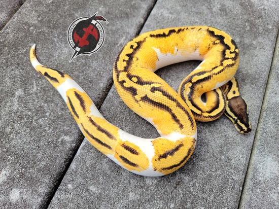 Pastel Orange Dream Yellowbelly Pied Ball Python by So Surreal Serpents