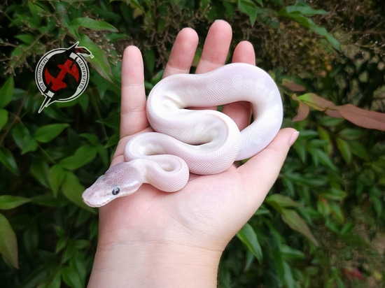 Super Mojave BEL Ball Python by So Surreal Serpents