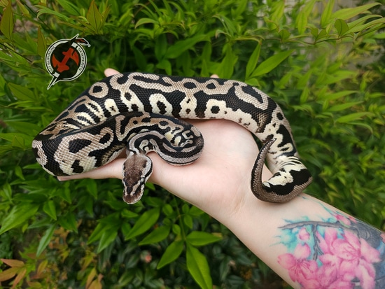 Pastel Leopard TSK Axanthic Het Clown Ball Python by So Surreal Serpents