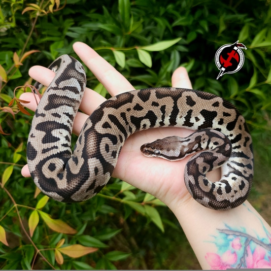 Pastel Leopard TSK Axanthic Ball Python by So Surreal Serpents