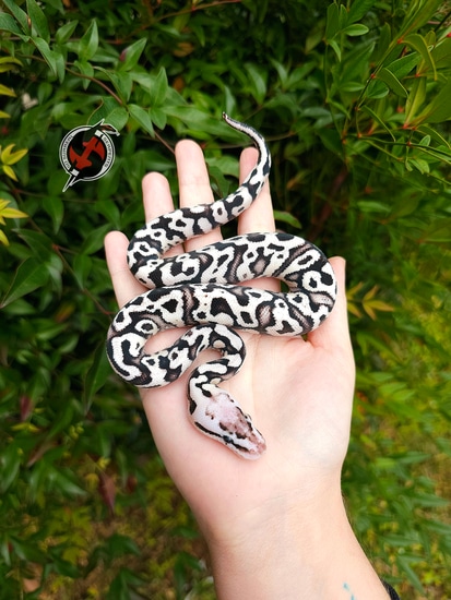 Leopard Firefly TSK Axanthic Ball Python by So Surreal Serpents
