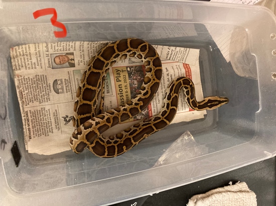 Burmese Python by Soul_constrictors