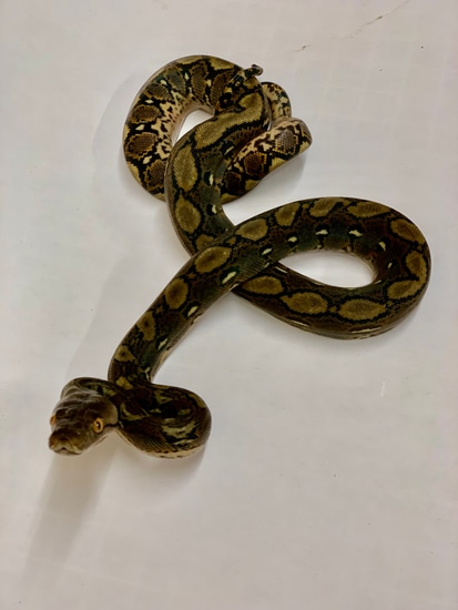 Het Orange Ghost Stripe Retic Reticulated Python by Soul_constrictors