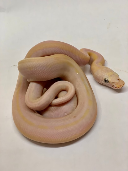 Cow Retic Reticulated Python by Soul_constrictors