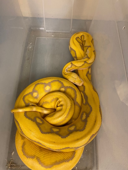 Purple Sunfire Tiger Reticulated Python by Soul_constrictors