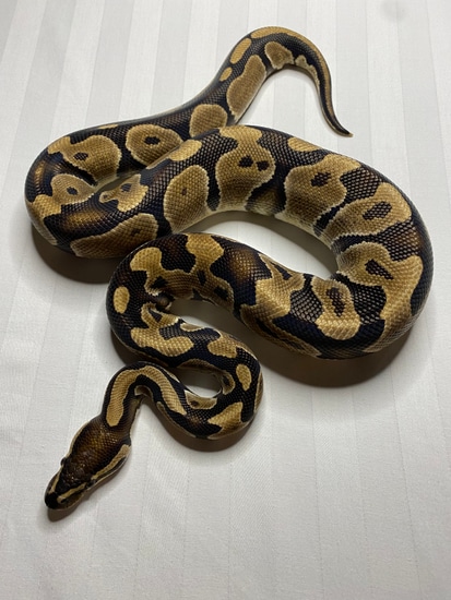 Pet Only Normal Female Ball Python by Puppy Love Pythons