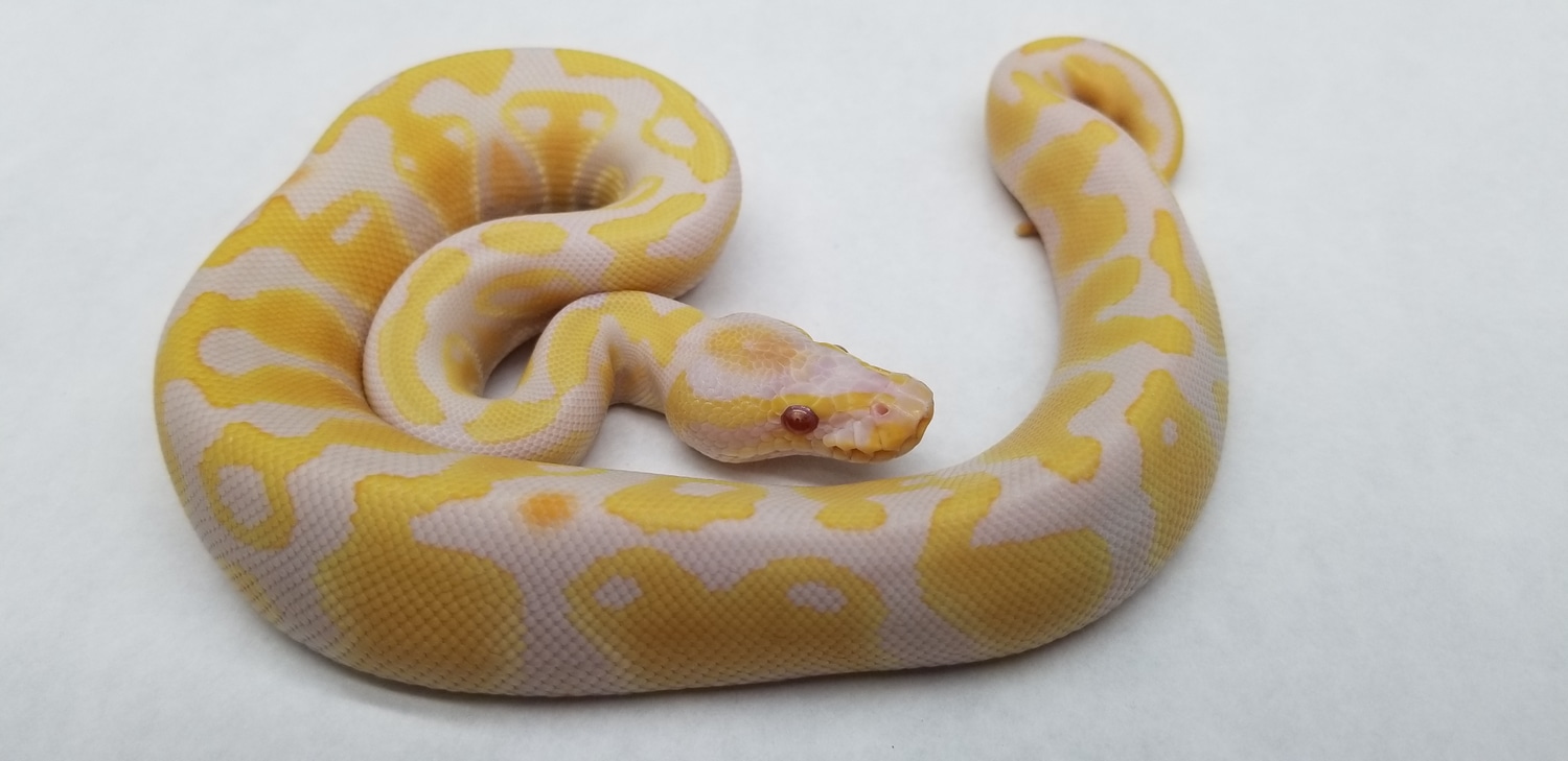 Pastel Candino 100% Het Pied Ball Python by Scale On Up Reptiles LLC ...