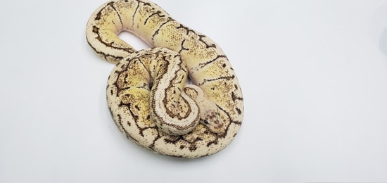 DRAGONFLY Ball Python by Scale On Up Reptiles LLC
