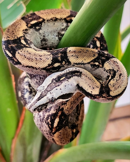 2021 0.1 Longicauda Peruvian Long-Tailed Boa Constrictor by Scale On Up ...