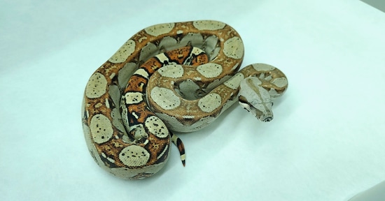 1.1 Purple Line Barranquilla Colombian Boas Boa Constrictor by Scale On Up Reptiles LLC