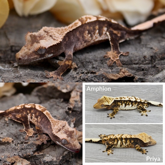 PV Dark Base Patterned Dal Crested Gecko by Sour Apple Geckos