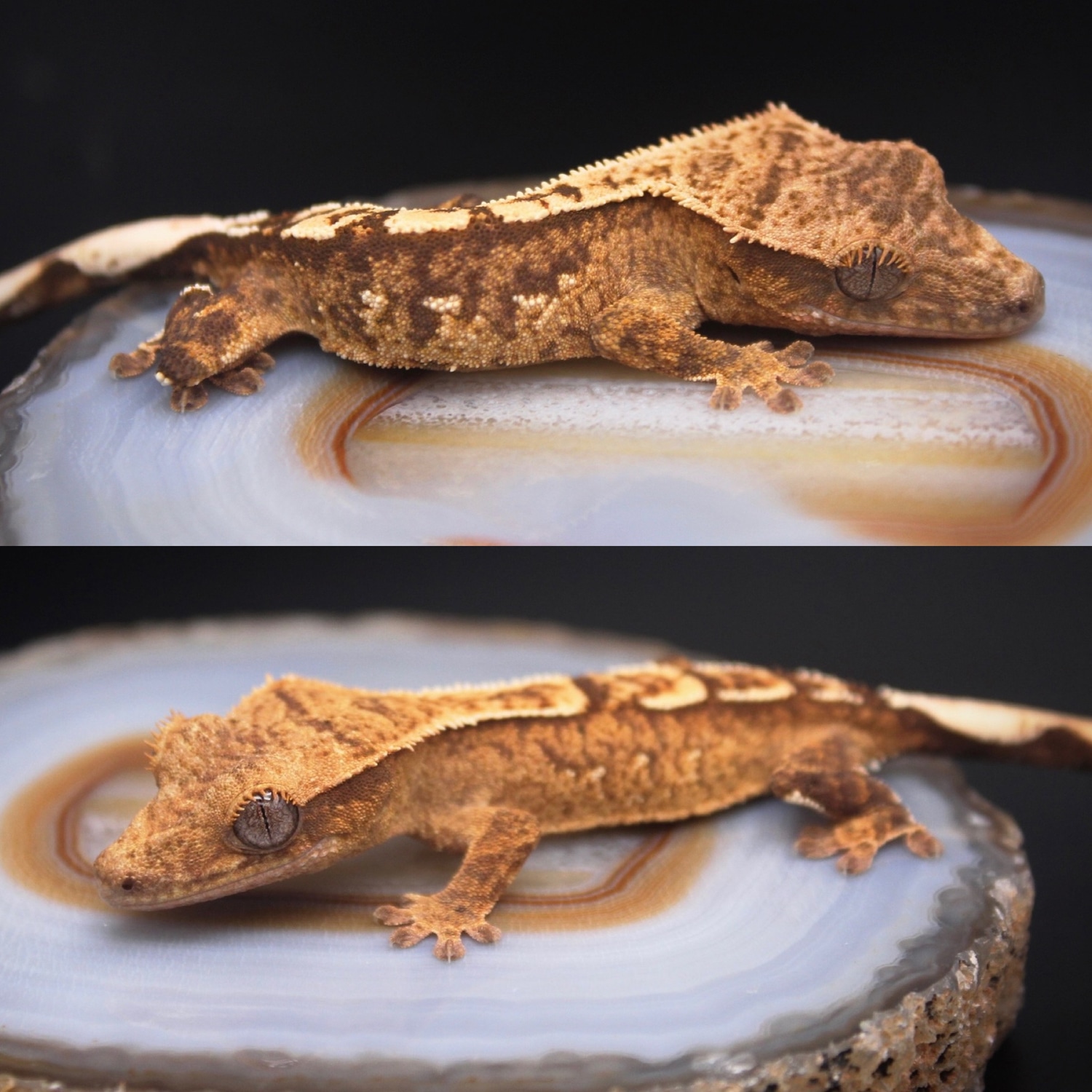 Two Pack Yellow Tiger + Harlequin Crested Gecko by Sour Apple Geckos ...
