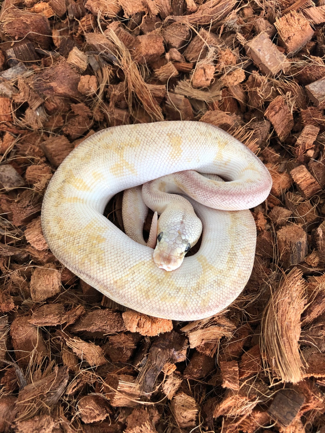 Pastel Champagne Probable Leopard 50% Pos. Het. Clown Ball Python by ...