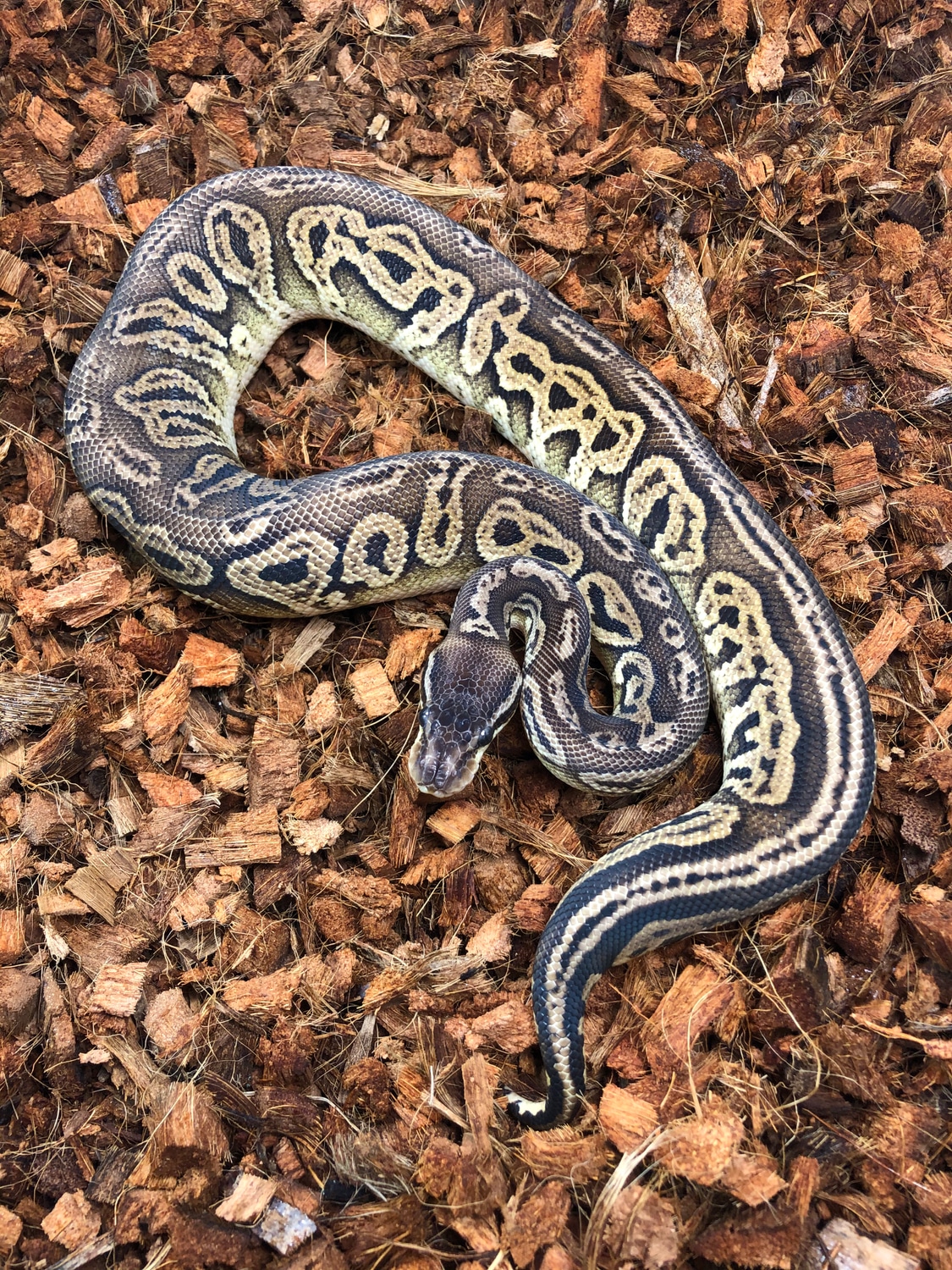 Black Pewter Ball Python by Sourkraut Reptiles - MorphMarket