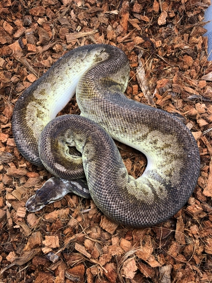 Sterling Flame Ball Python by Sourkraut Reptiles