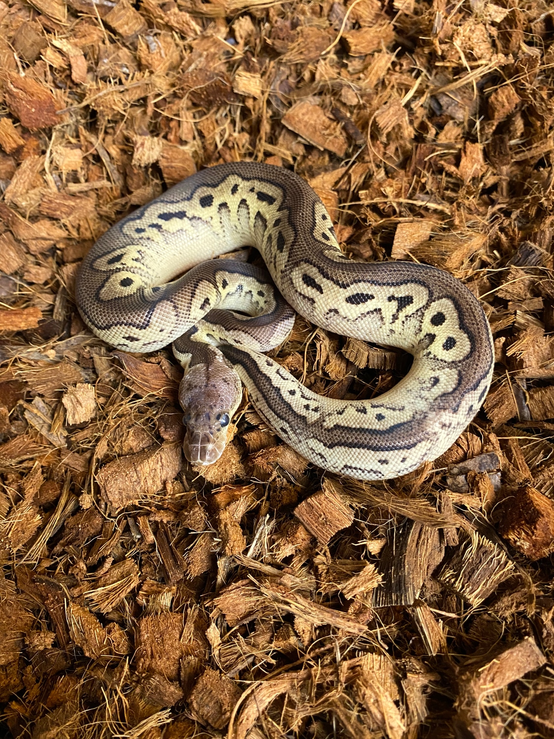Pewter Clown Ball Python by Sourkraut Reptiles Llc - MorphMarket
