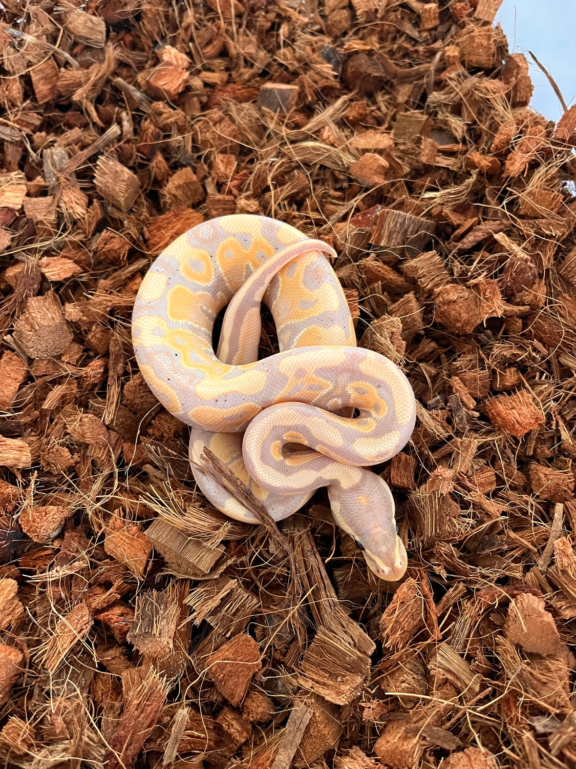 Banana Yellowbelly Ball Python by Sourkraut Reptiles - MorphMarket
