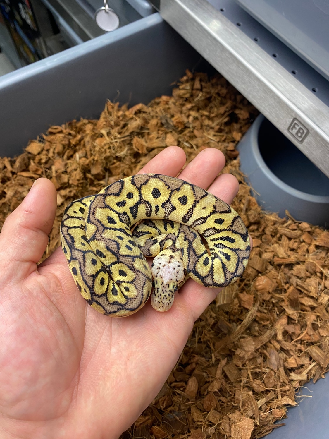 Pastel Spotnose Clown Ball Python by Sourkraut Reptiles - MorphMarket