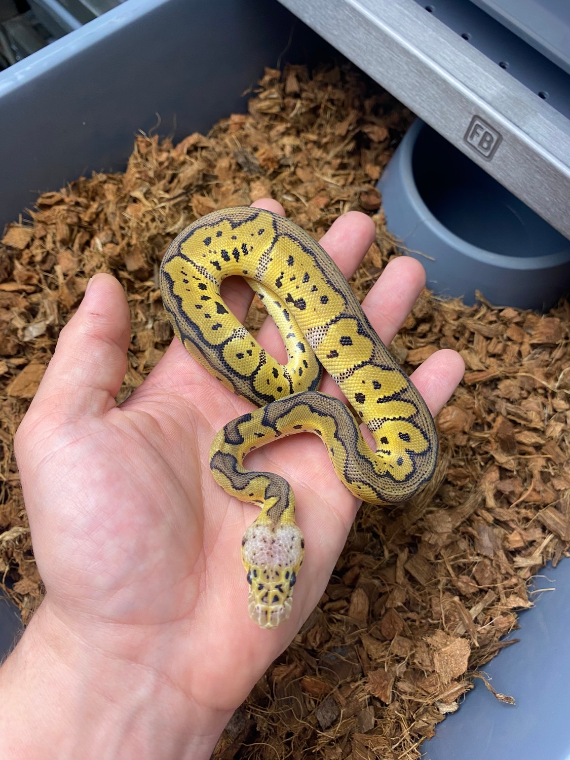 Pastel Clown Ball Python by Sourkraut Reptiles - MorphMarket