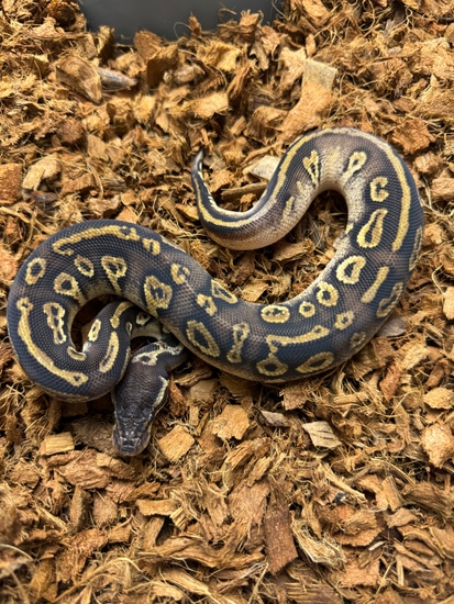 Blackhead Leopard Yellowbelly Pastel Dbl. Het. Lavender Clown Pos. Het ...