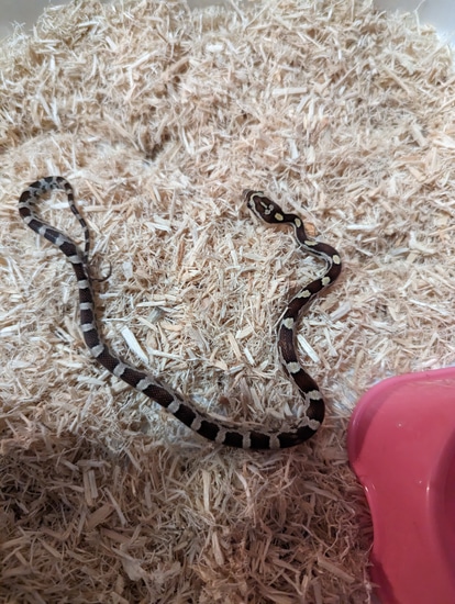Caramel Female Corn Snake by Wall Climber Reptiles