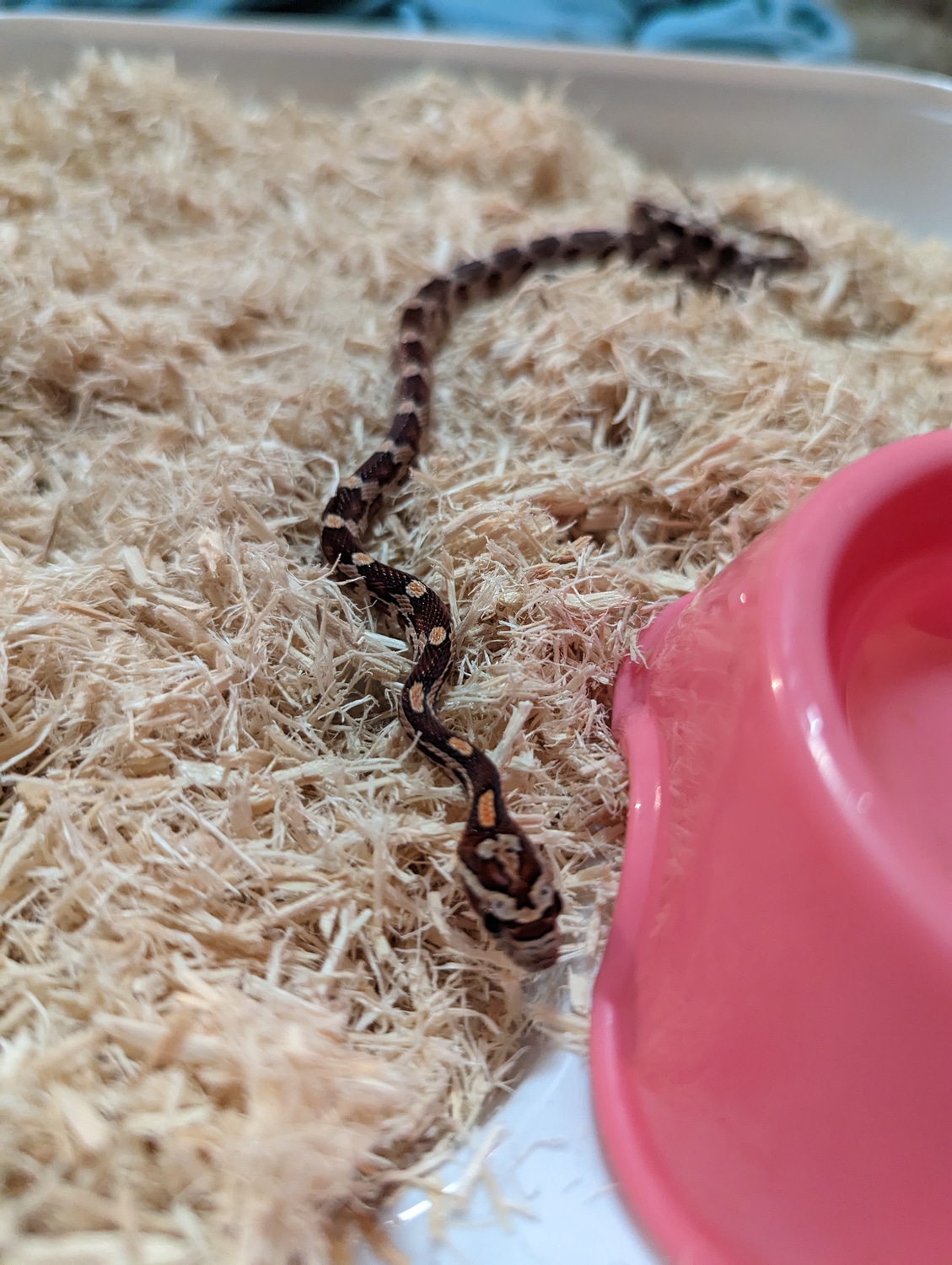 Normal Het Amel Hey Anery Het Caramel Get Motley Corn Snake by Boop Noodles MKE - MorphMarket