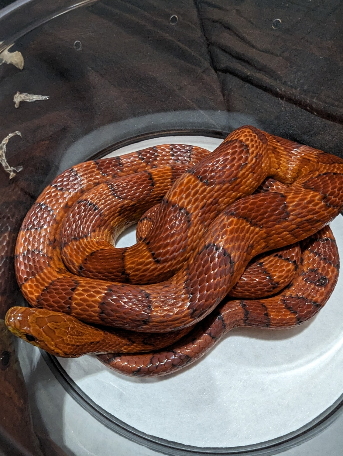 Abbott Okeetee Corn Snake by Wall Climber Reptiles - MorphMarket