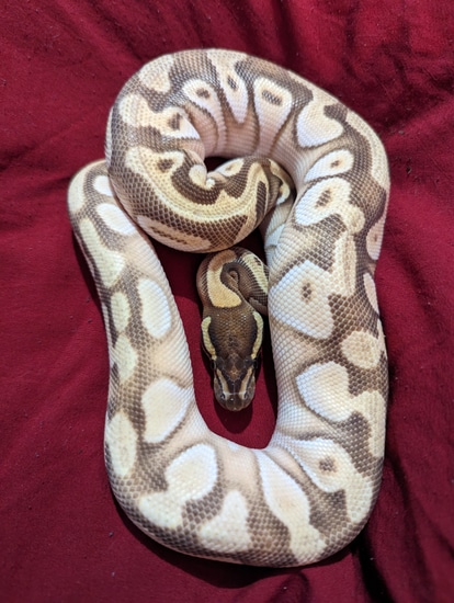 Enchi OD Mojave Ball Python by Wall Climber Reptiles