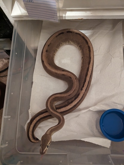 Fire Genetic Stripe Ball Python by Wall Climber Reptiles