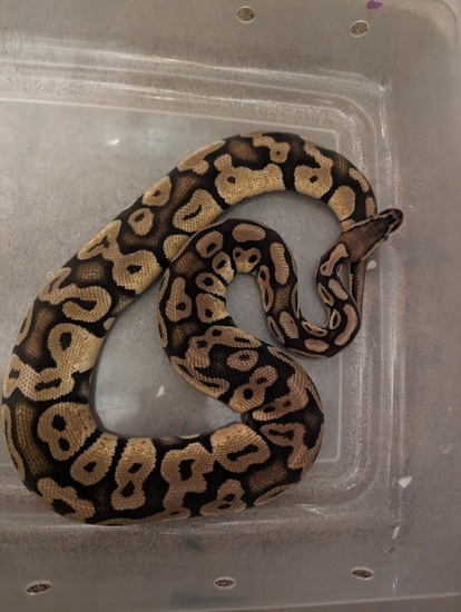 Pastel Ball Python by Wall Climber Reptiles