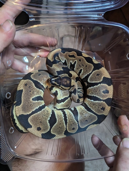 Normal Het Albino Het Clown Ball Python by Wall Climber Reptiles