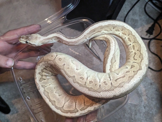 Butter Pinstripe Ball Python by Wall Climber Reptiles