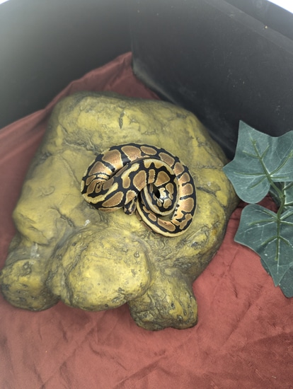 Leopard Spotnose Ball Python by Wall Climber Reptiles