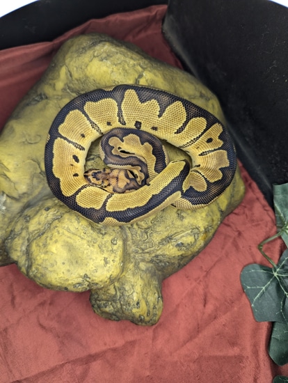 Blade Clown Ball Python by Wall Climber Reptiles