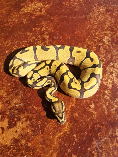 Enchi Fire Desert Ghost Ball Python by Helm-Ball Pythons