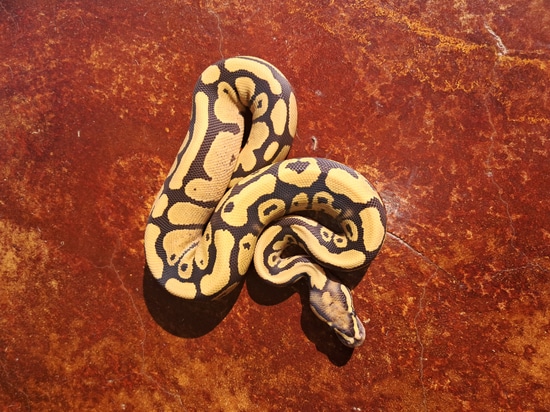 Fire Desert Ghost Ball Python by Helm-Ball Pythons