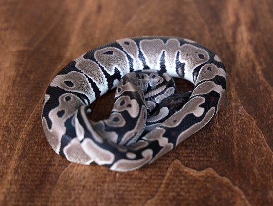 2019 VPI Axanthic Pos. Het. Snow Ball Python by South BAE Reptiles