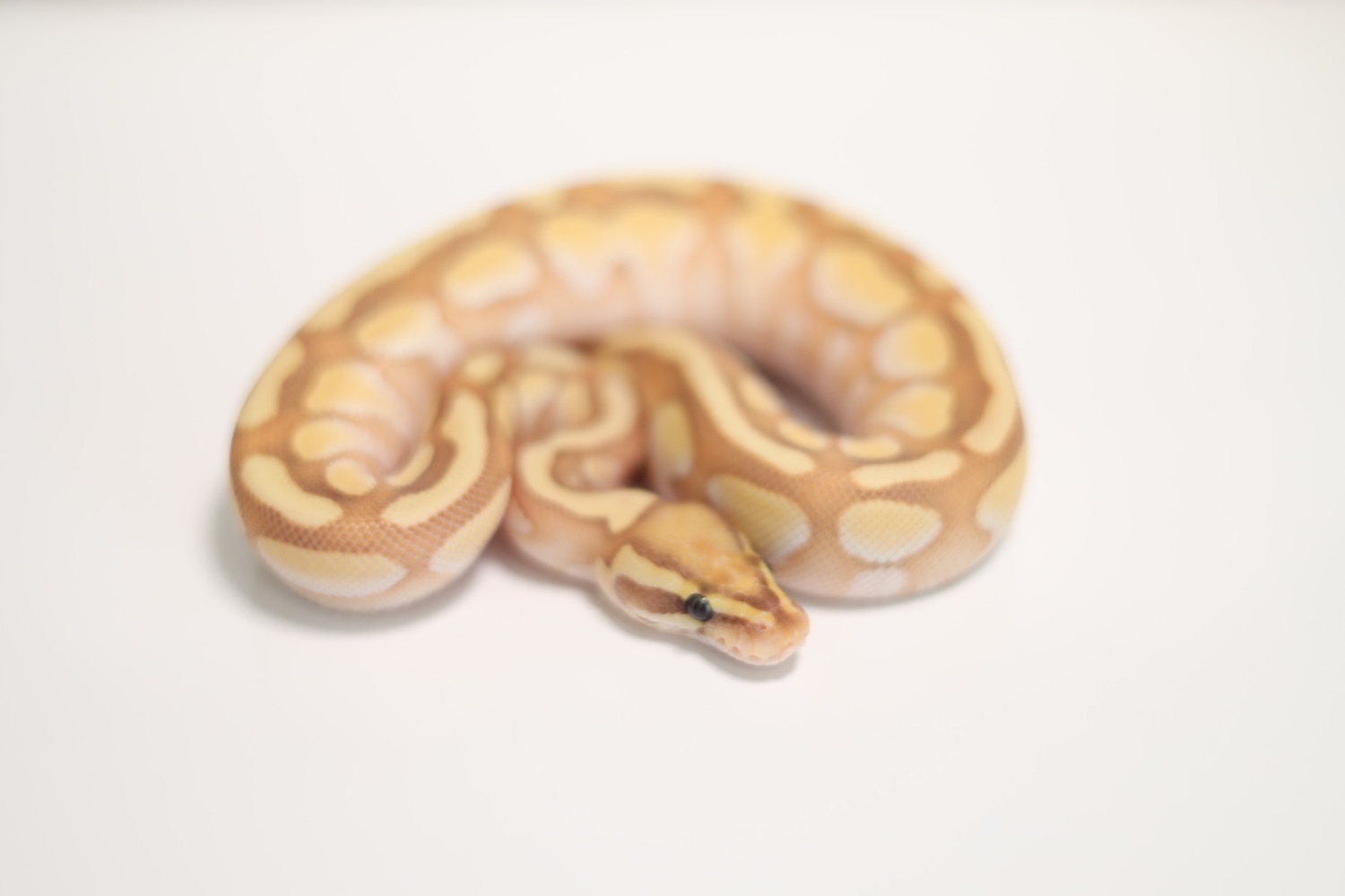 Banana Pastel Lesser Ball Python by South BAE Reptiles - MorphMarket