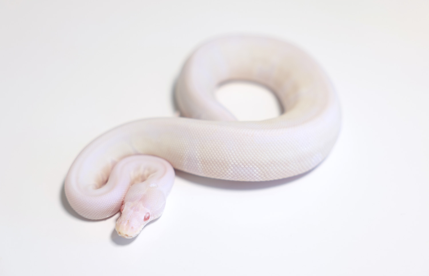 VPI Snow Ball Python by South BAE Reptiles - MorphMarket