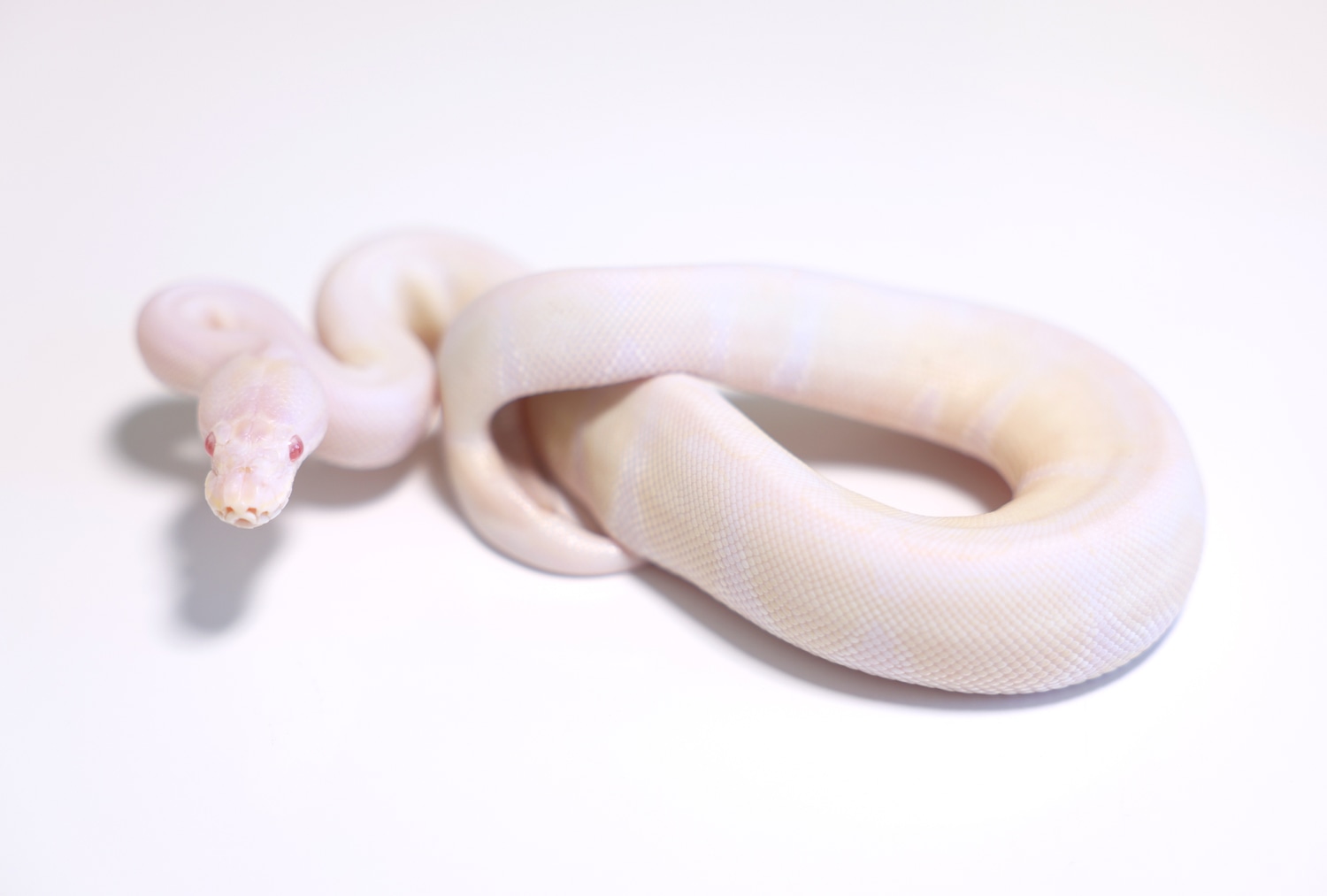 VPI Snow Ball Python by South BAE Reptiles - MorphMarket