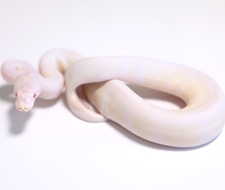 VPI Snow Ball Python by South BAE Reptiles - MorphMarket