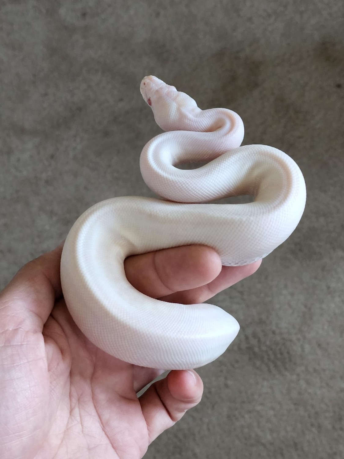 VPI Snow Ball Python by South BAE Reptiles - MorphMarket